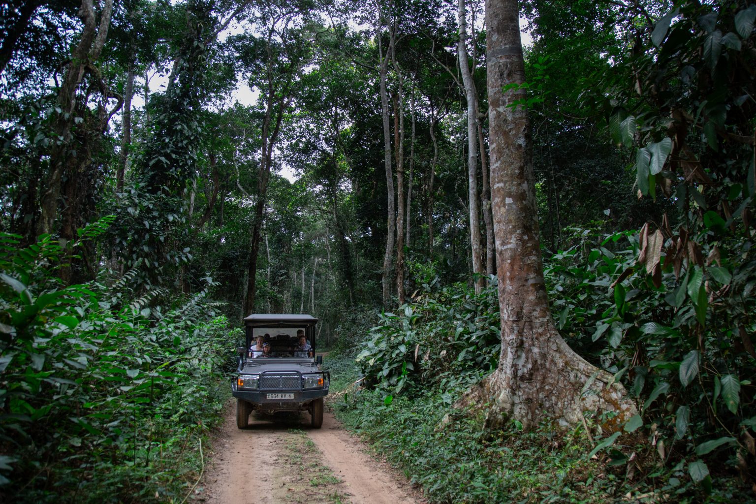 Kamba - African Rainforest Experiences