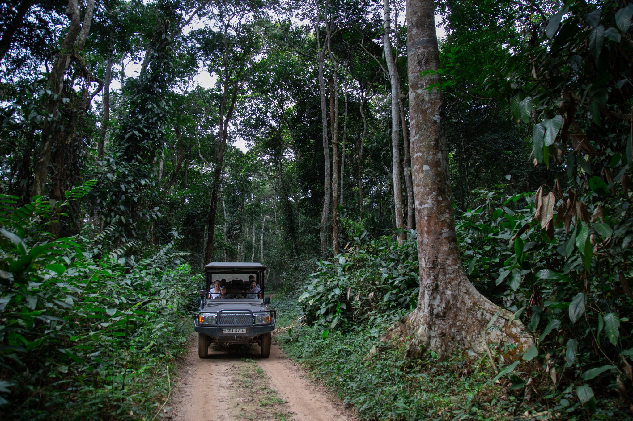 Kamba - African Rainforest Experiences