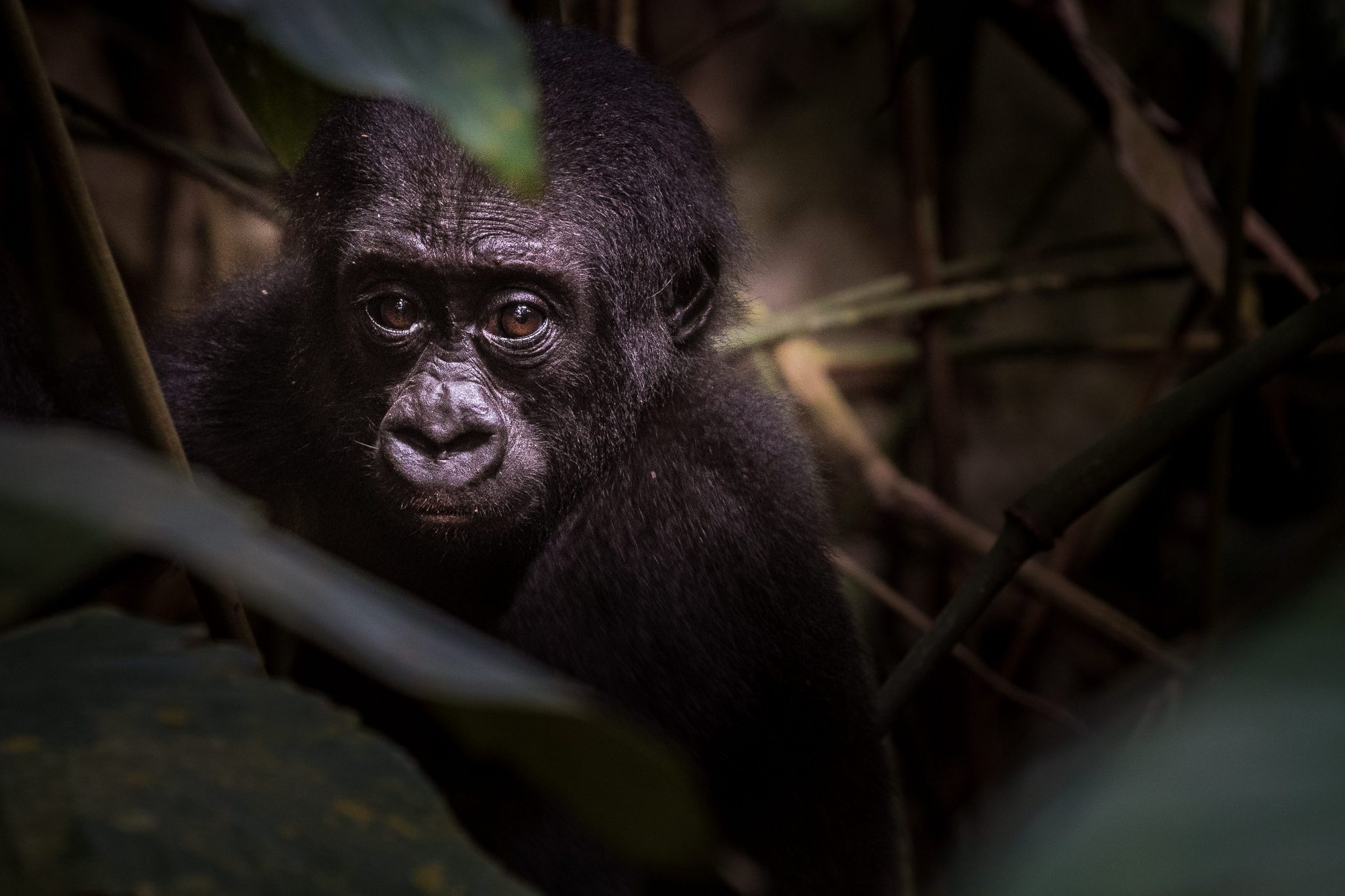 Kamba - African Rainforest Experiences