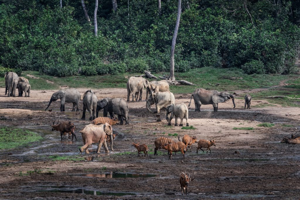 Kamba - African Rainforest Experiences