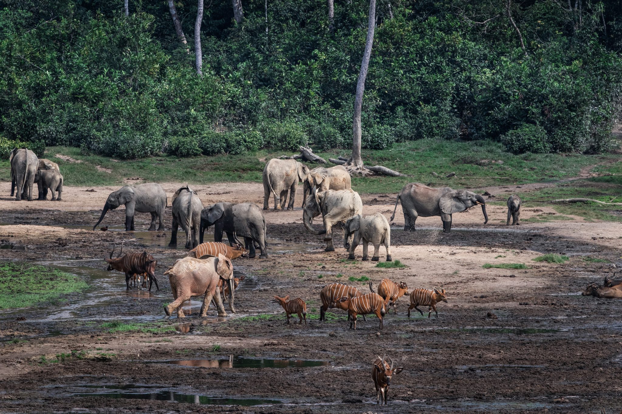 Kamba - African Rainforest Experiences