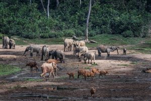 Kamba - African Rainforest Experiences