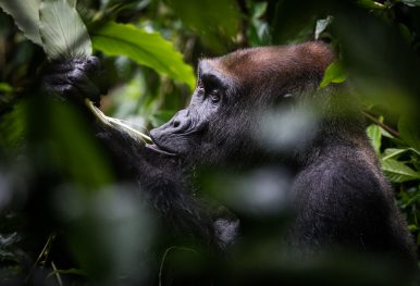 Kamba - African Rainforest Experiences