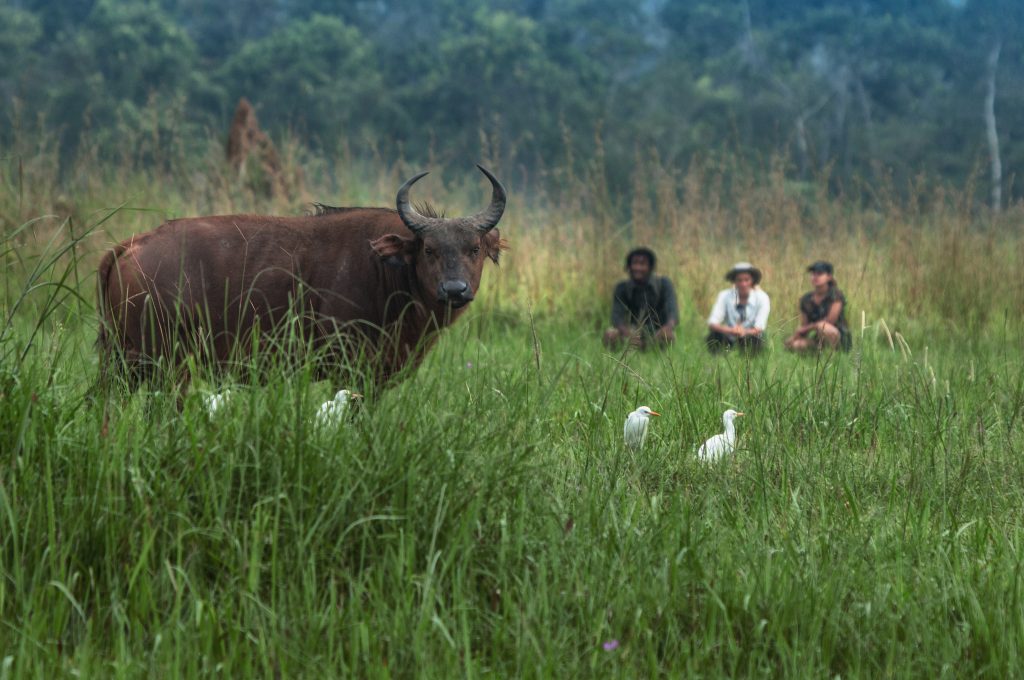 Kamba - African Rainforest Experiences