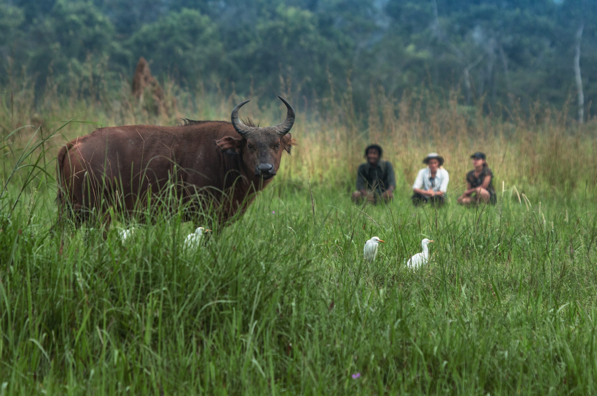 Kamba - African Rainforest Experiences