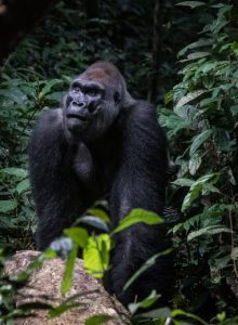 Gorilla Tracking - Kamba