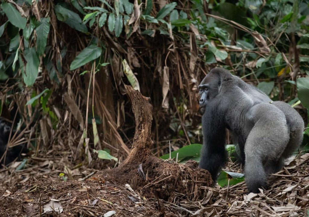 Kamba - African Rainforest Experiences