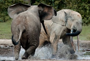 Kamba - African Rainforest Experiences