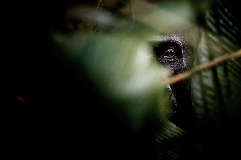 Kamba - African Rainforest Experiences